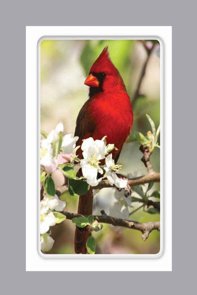 Cardinal Prayer Card – Vischer Funeral Supplies